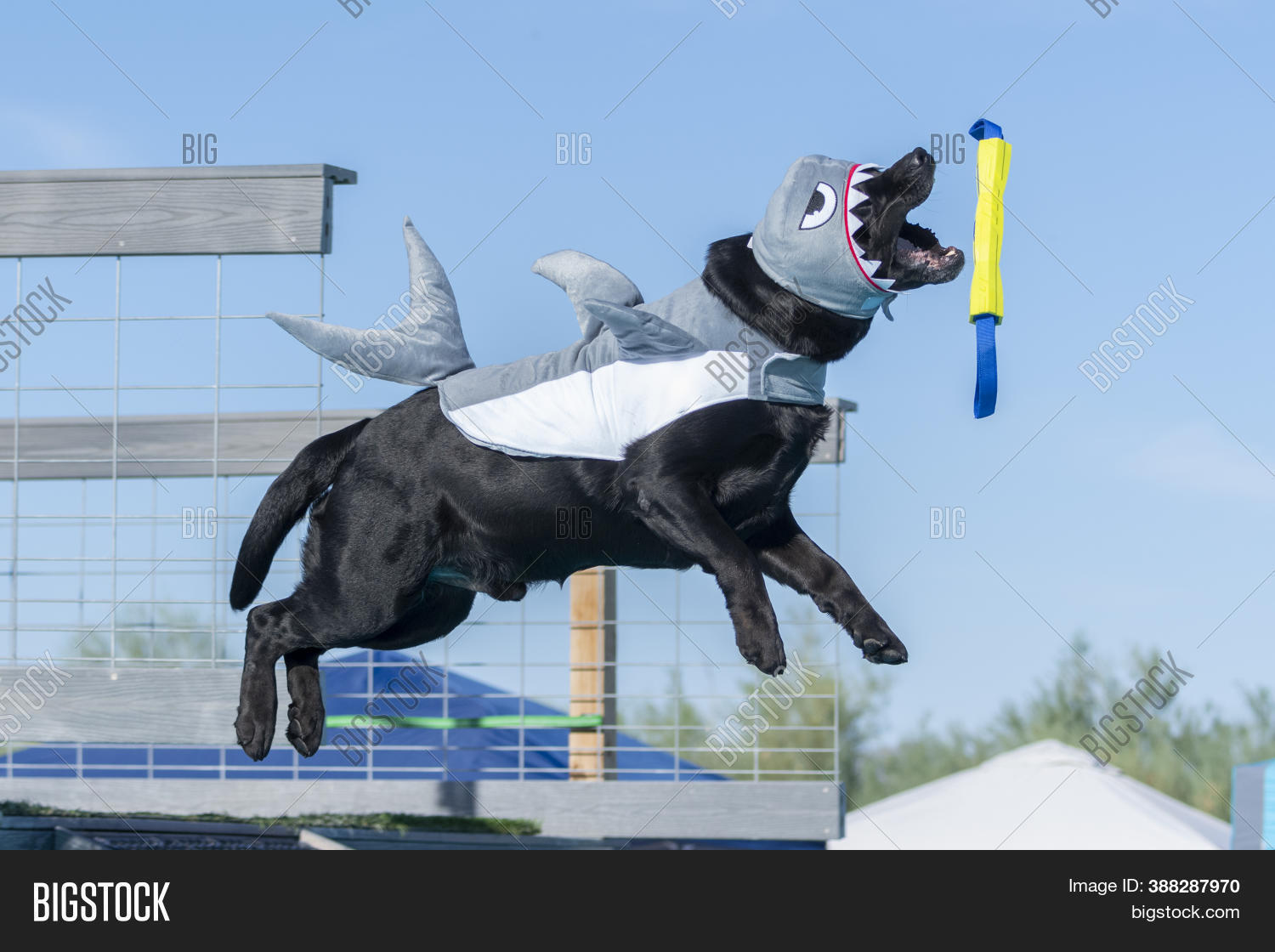 Black Lab Jumping Off Image & Photo (Free Trial) | Bigstock