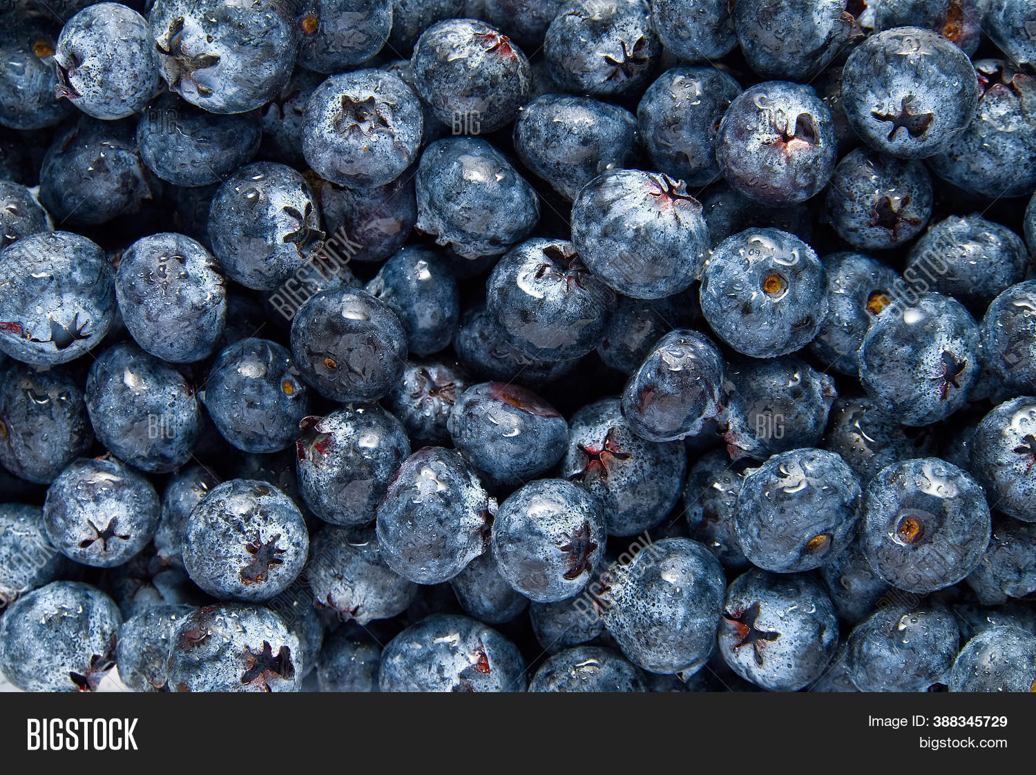 Organic Blueberry Image & Photo (Free Trial) | Bigstock