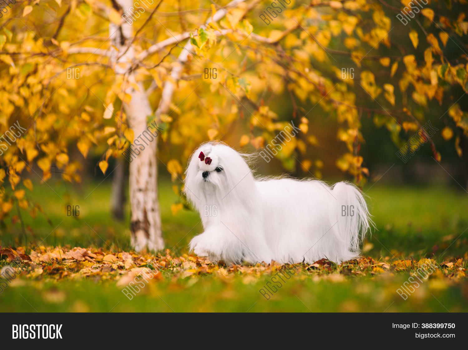 White Dog Breed Image & Photo (Free Trial) | Bigstock