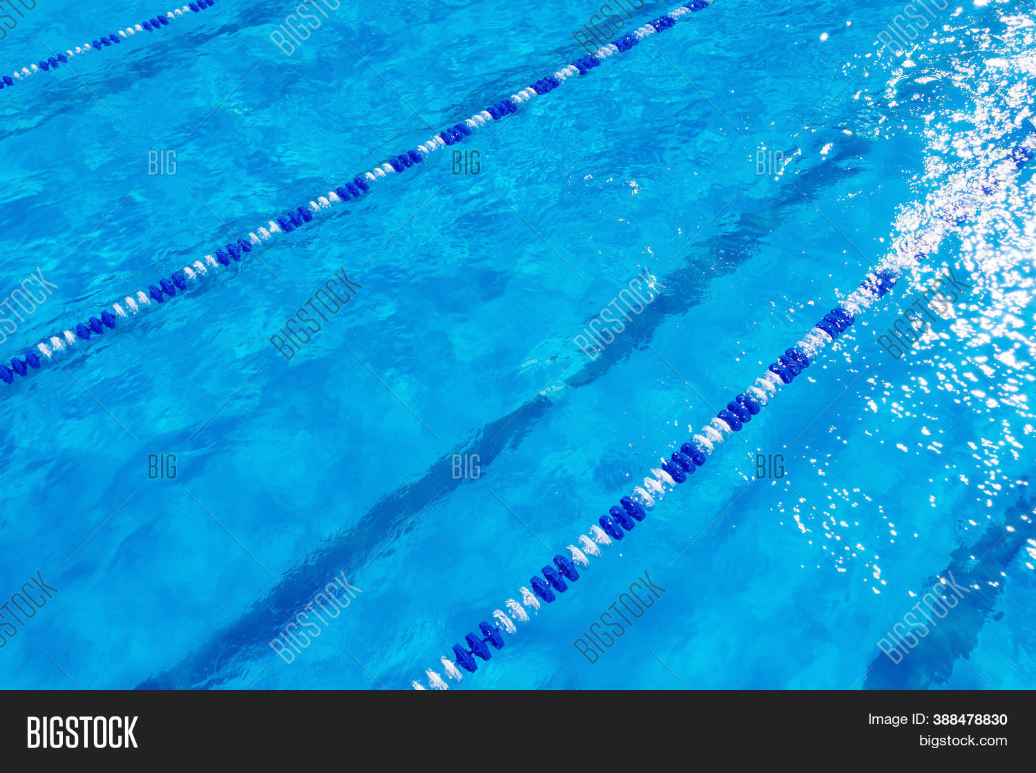 Swimming Pool Racing Image & Photo (Free Trial) | Bigstock