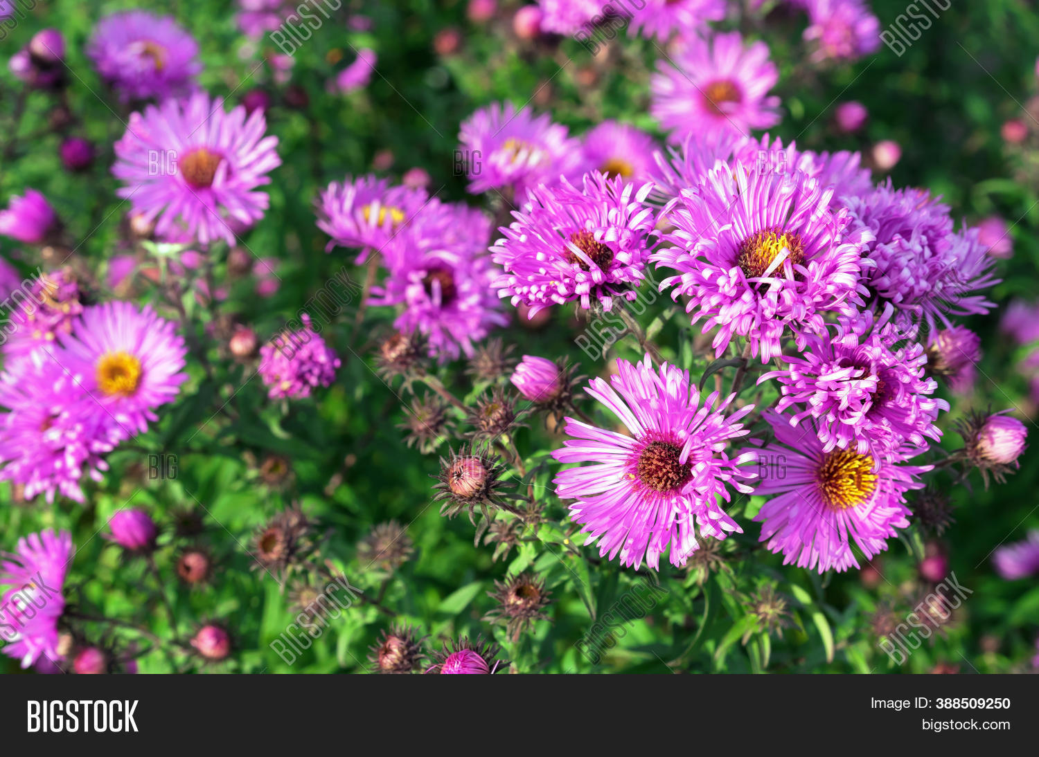 Purple English Asters Image & Photo (Free Trial) | Bigstock