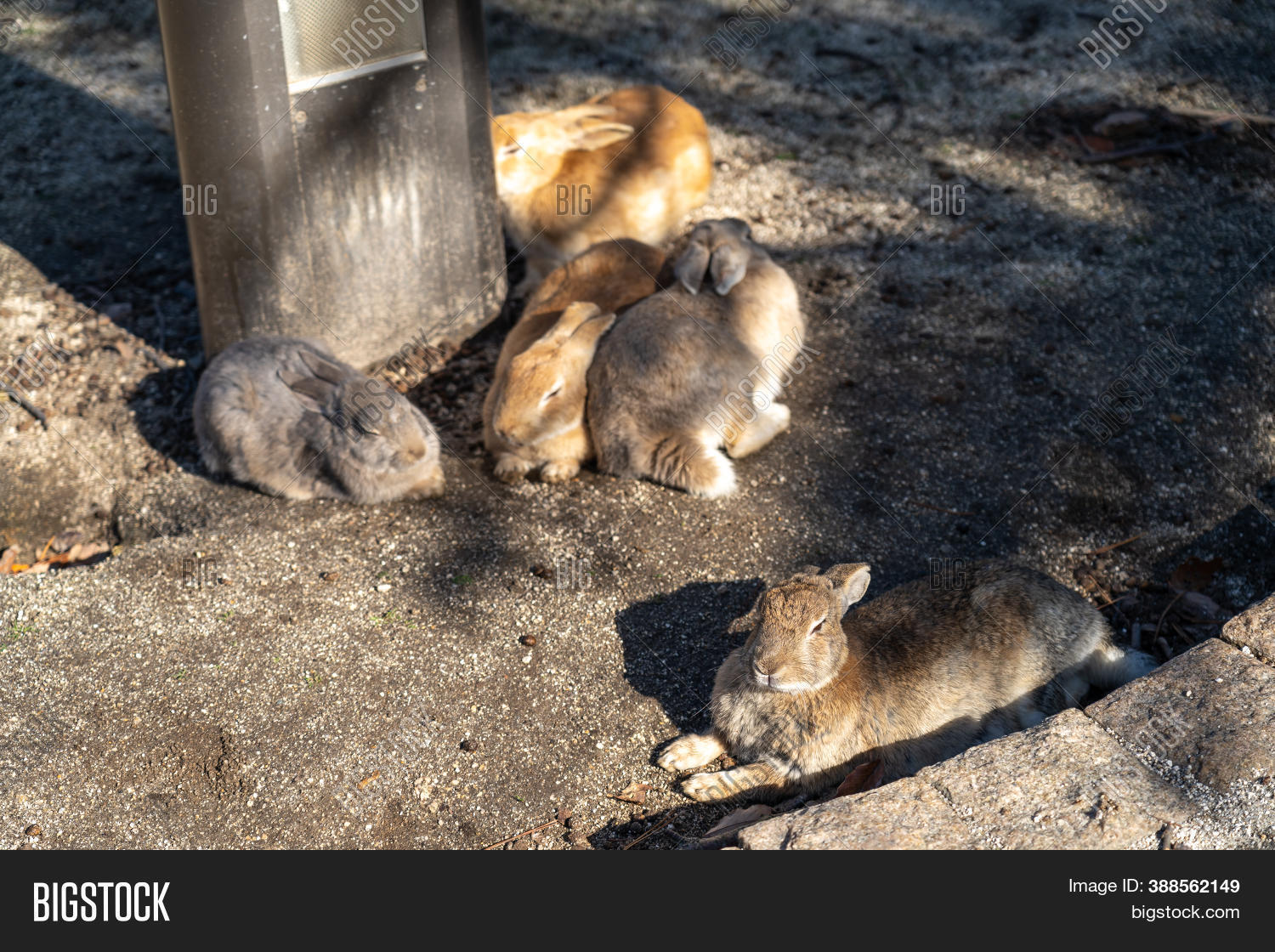 Cute Wild Rabbits On Image & Photo (Free Trial) | Bigstock