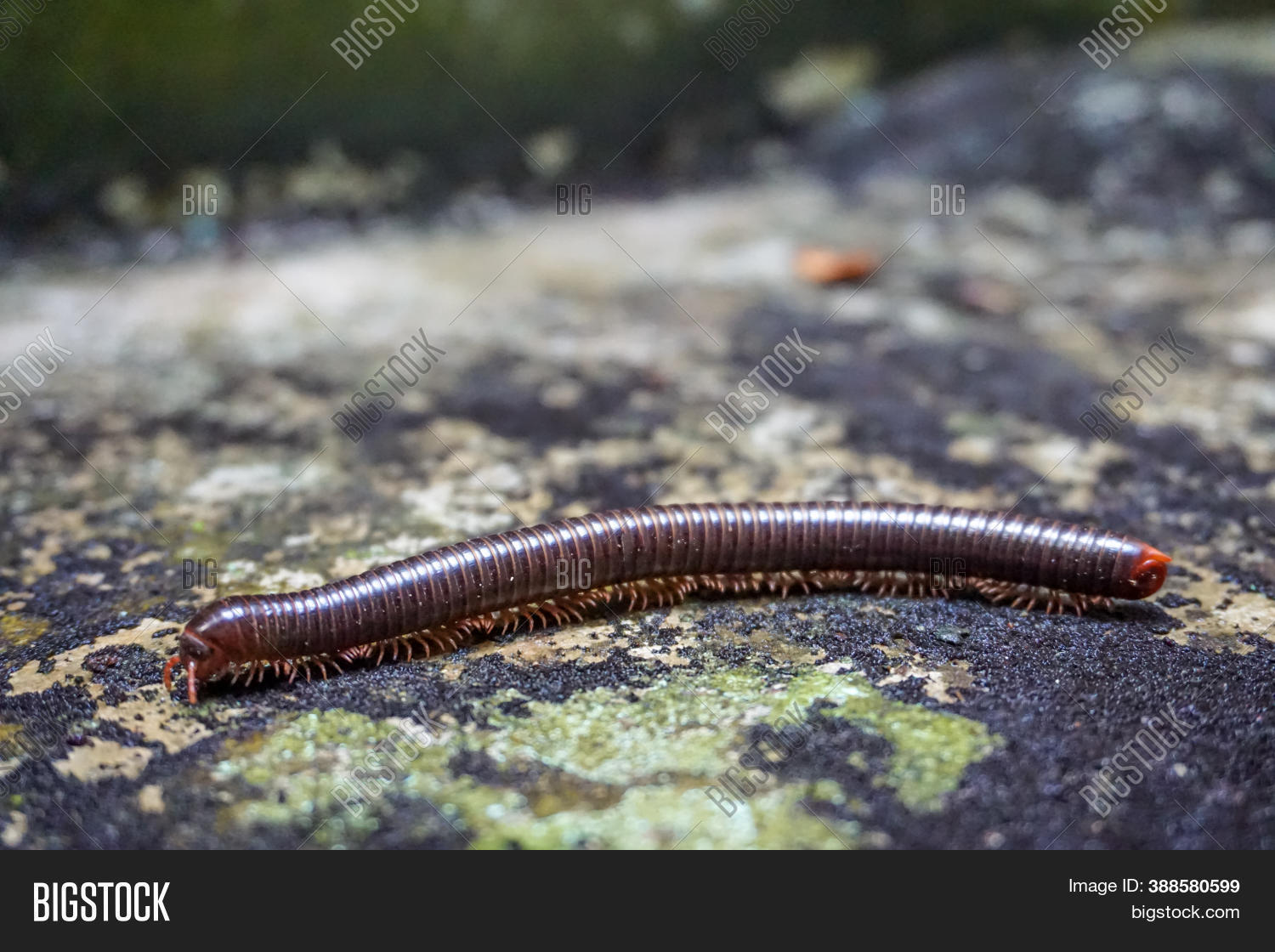 Arthropods Millipedes
