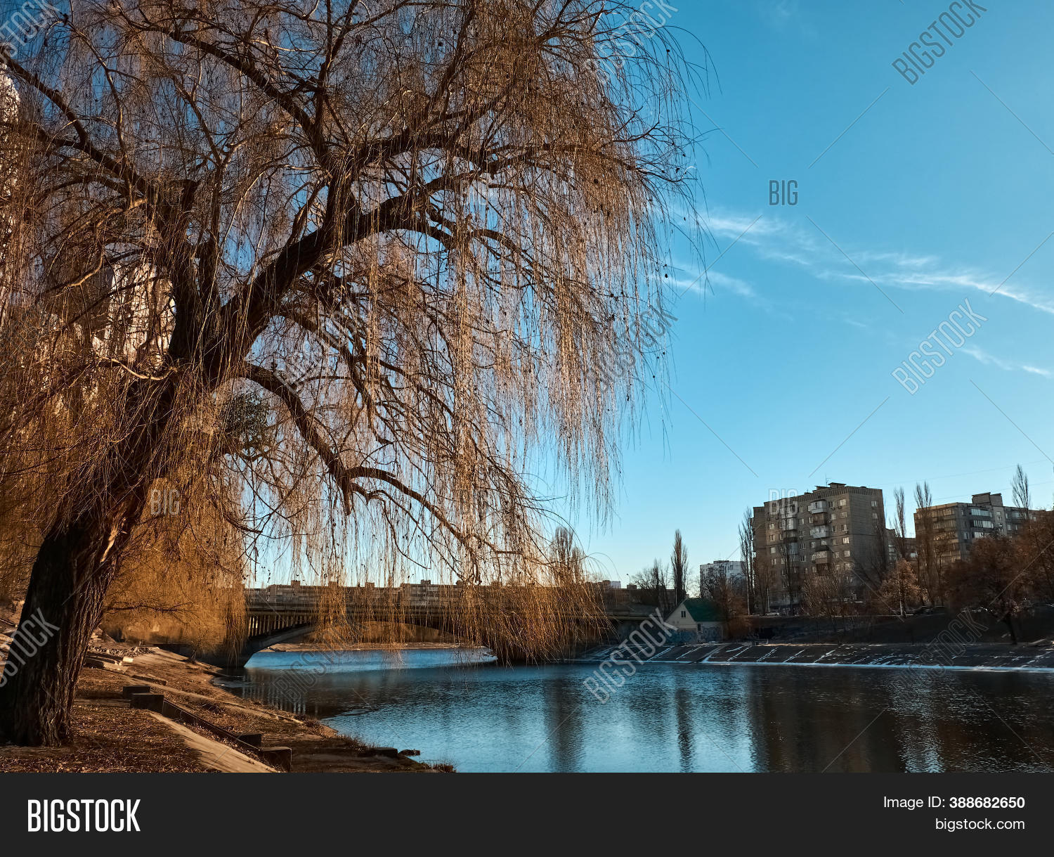 Bald Willow Leaned Image & Photo (Free Trial) | Bigstock