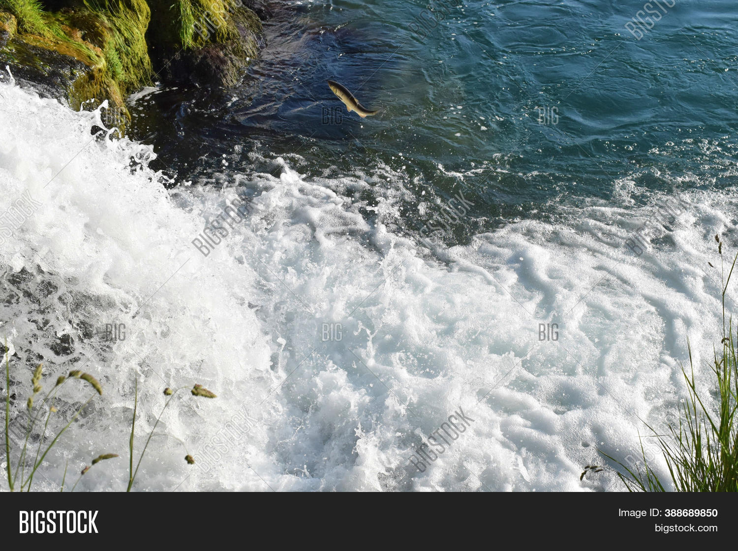 Fish Trying Jump Image & Photo (Free Trial) | Bigstock