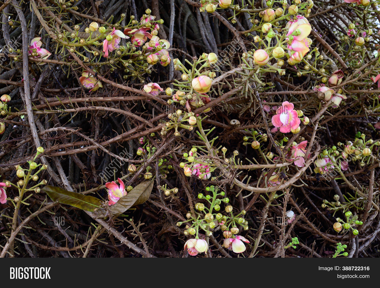 Beautiful Cannonball Image & Photo (Free Trial) | Bigstock