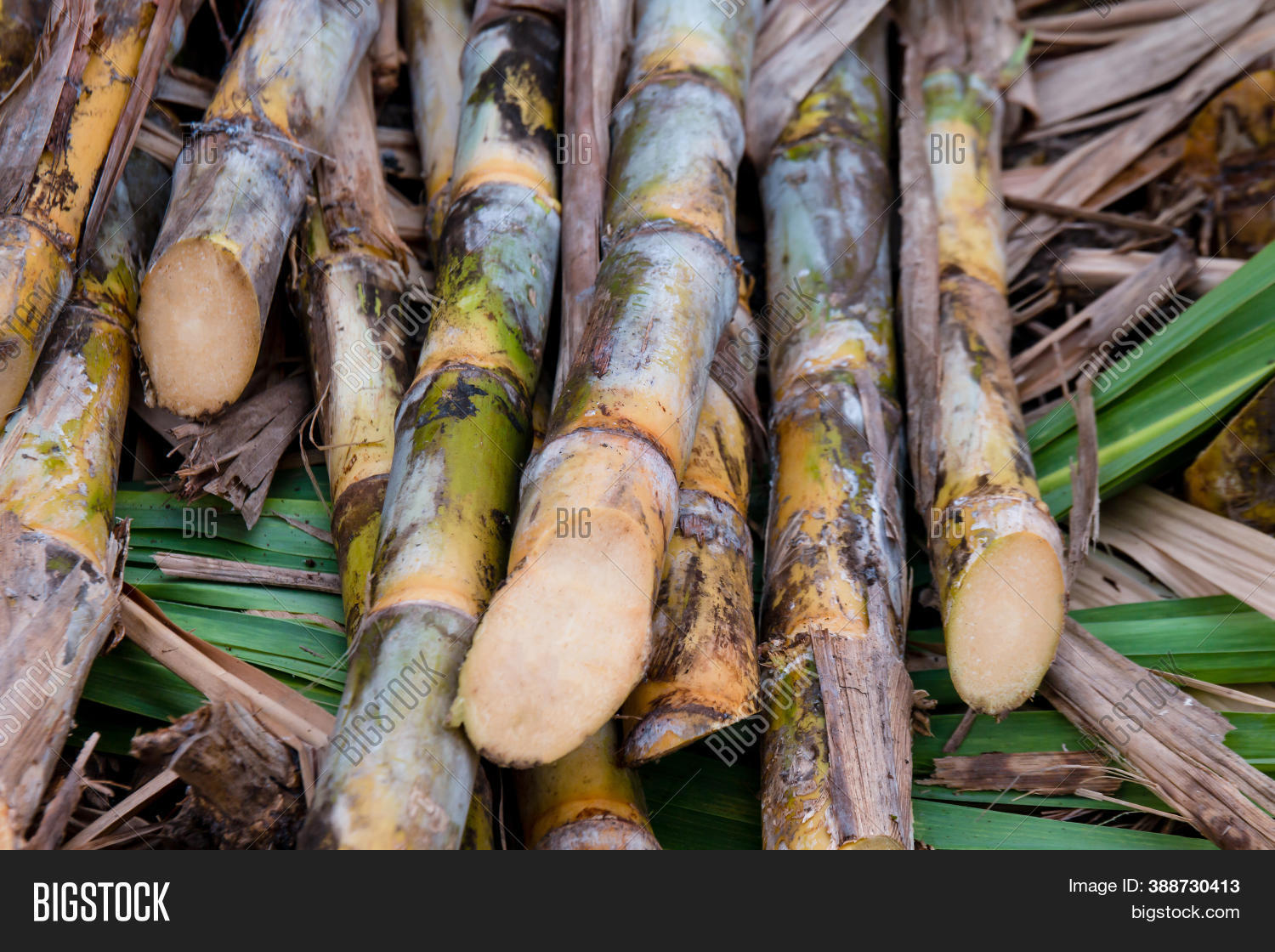 Sugarcane Pile Image & Photo (Free Trial) | Bigstock