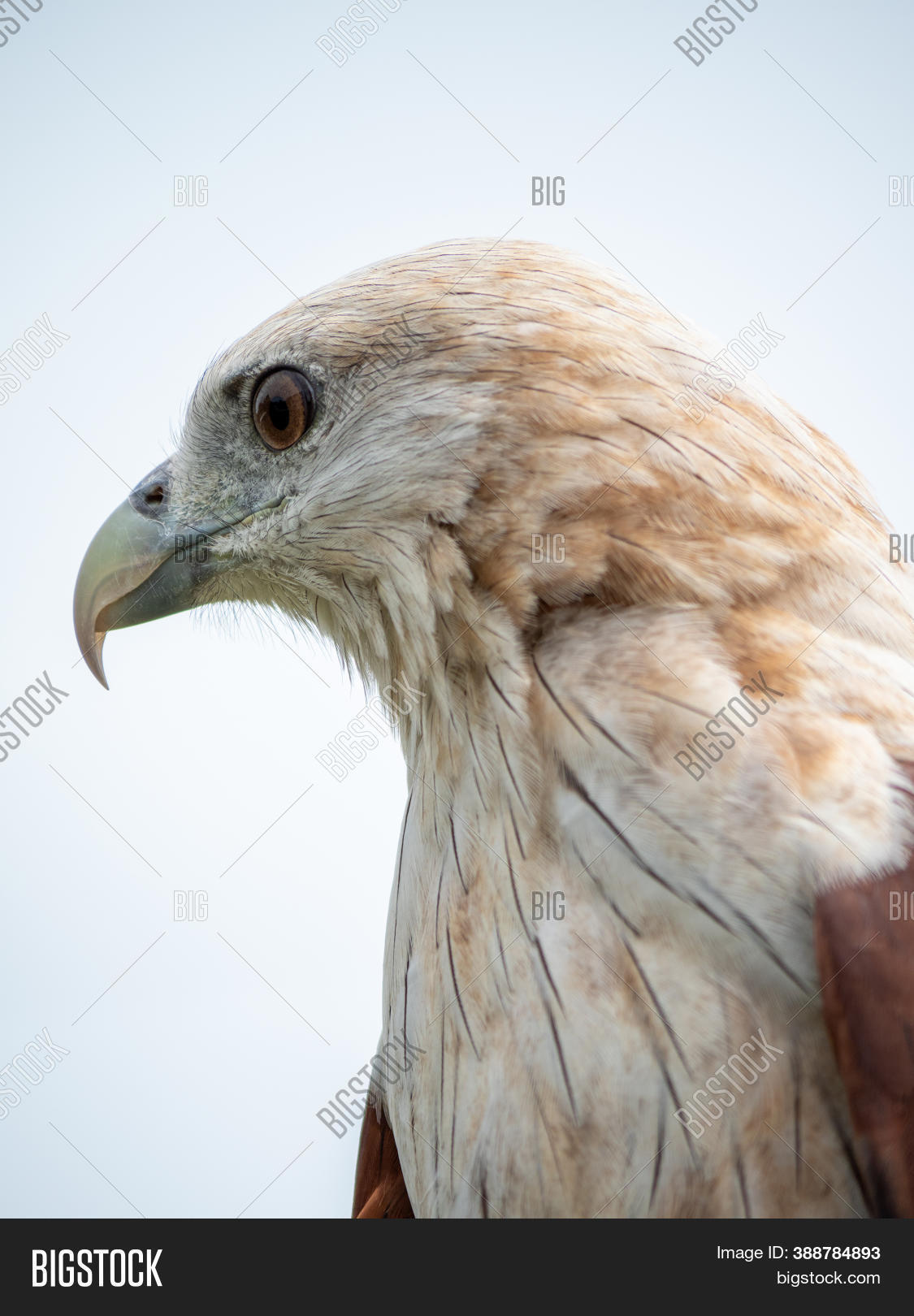 Red Hawk Has Reddish- Image & Photo (Free Trial) | Bigstock
