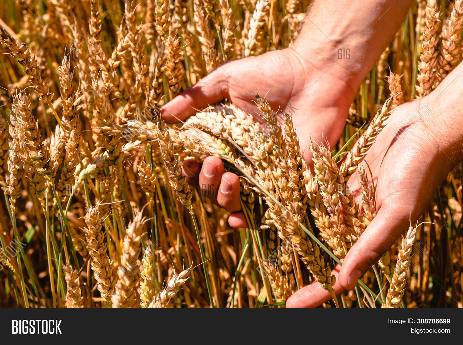 Mans Hand Slide Threw Image & Photo (Free Trial) | Bigstock