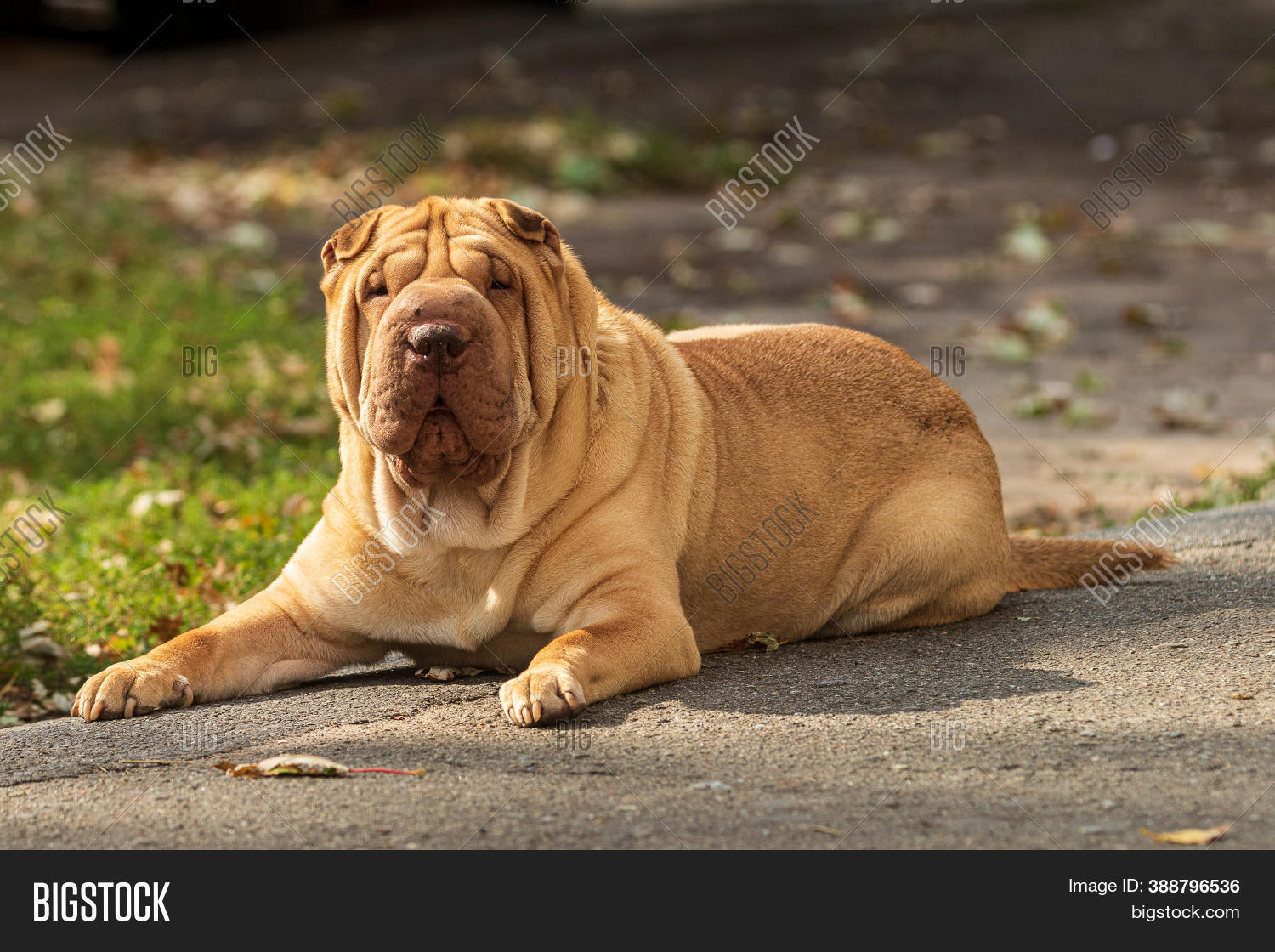 Beige Shar Pei Dog Image & Photo (Free Trial) | Bigstock