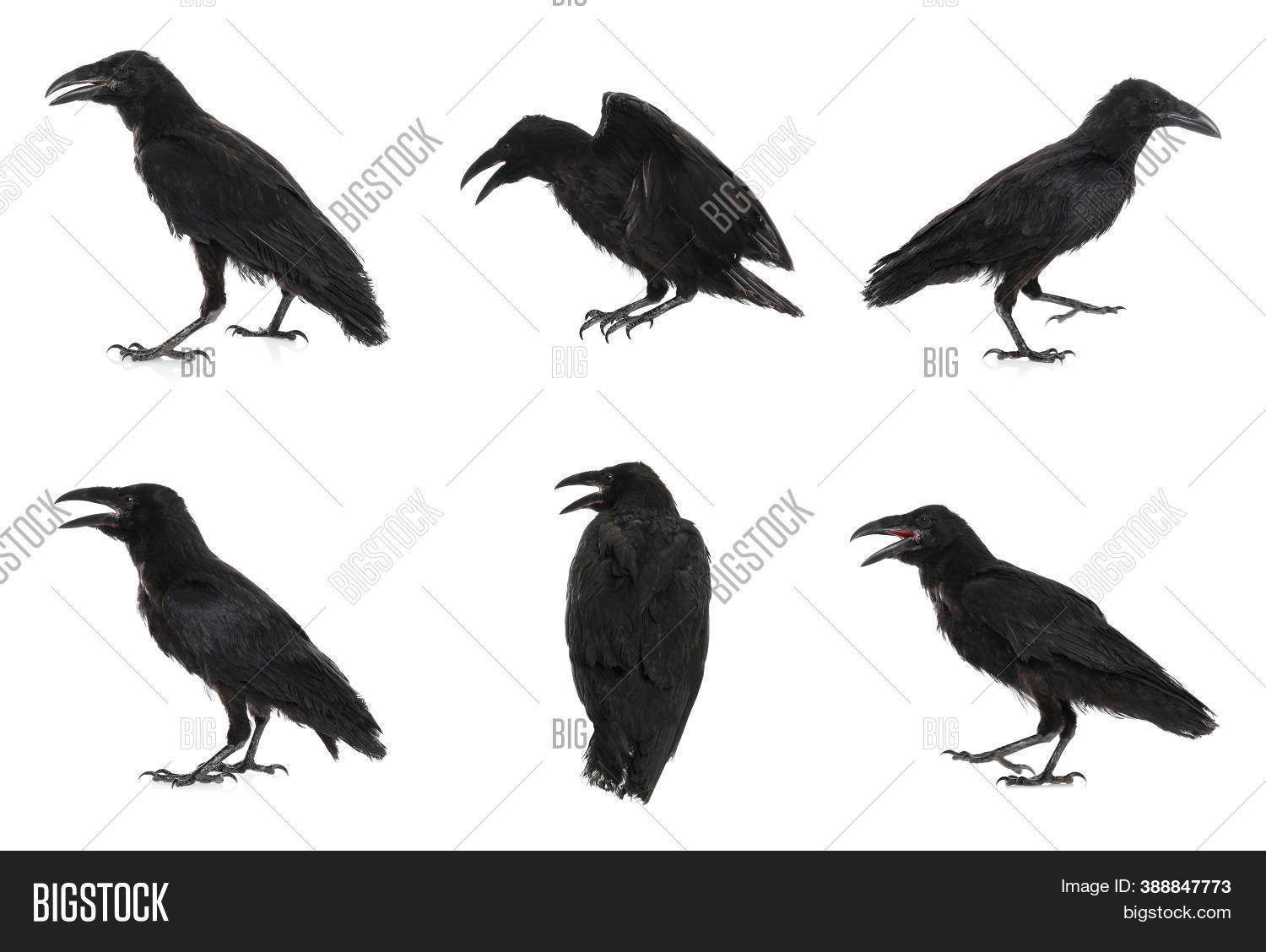 Collage Black Ravens Image & Photo (Free Trial) | Bigstock