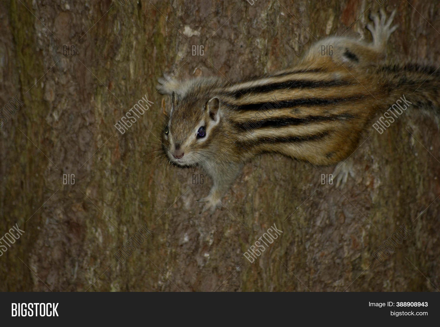 Striped Chipmunk On Image & Photo (Free Trial) | Bigstock