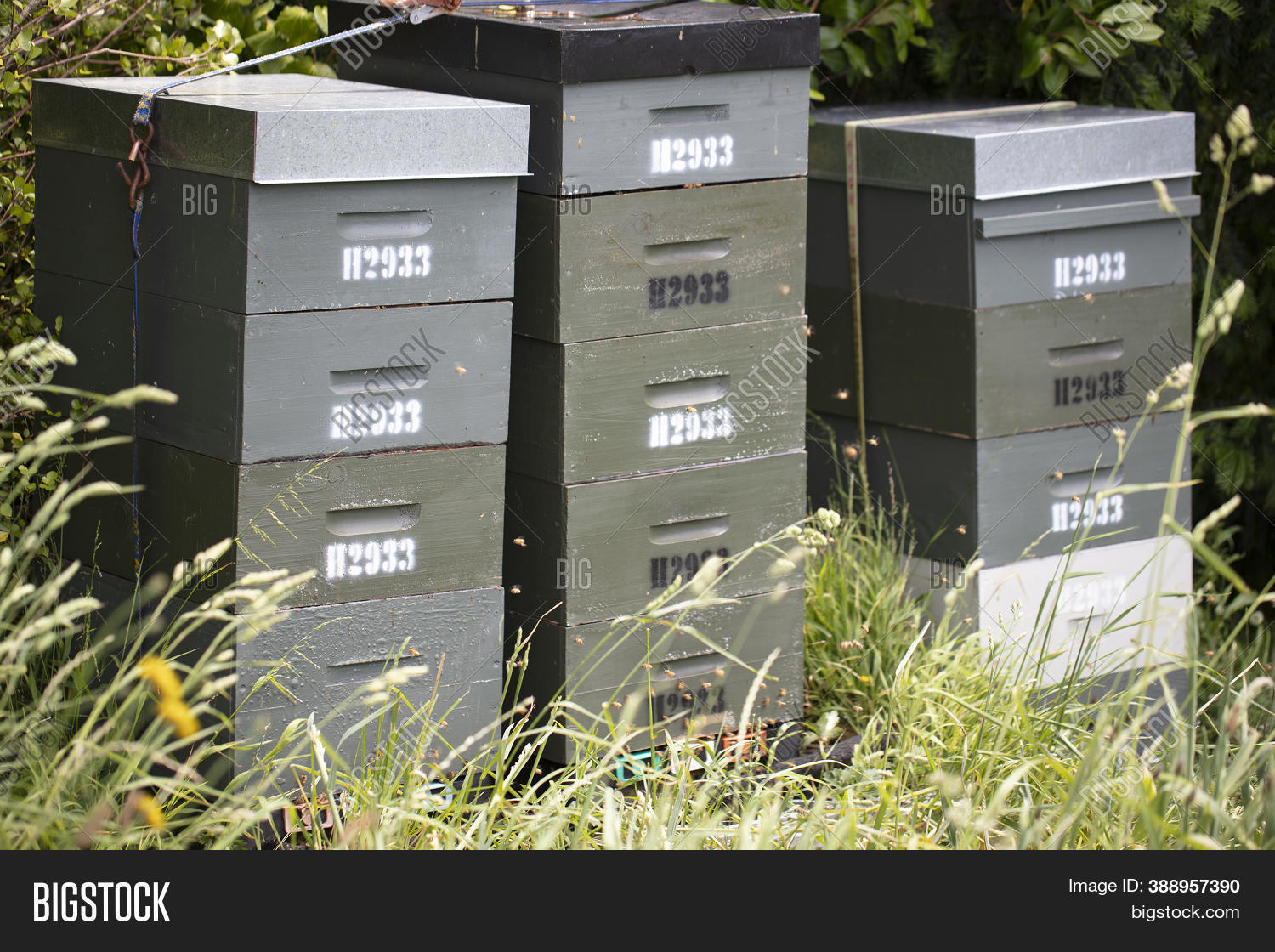 Beehives Bees Apiary Image & Photo (Free Trial) | Bigstock