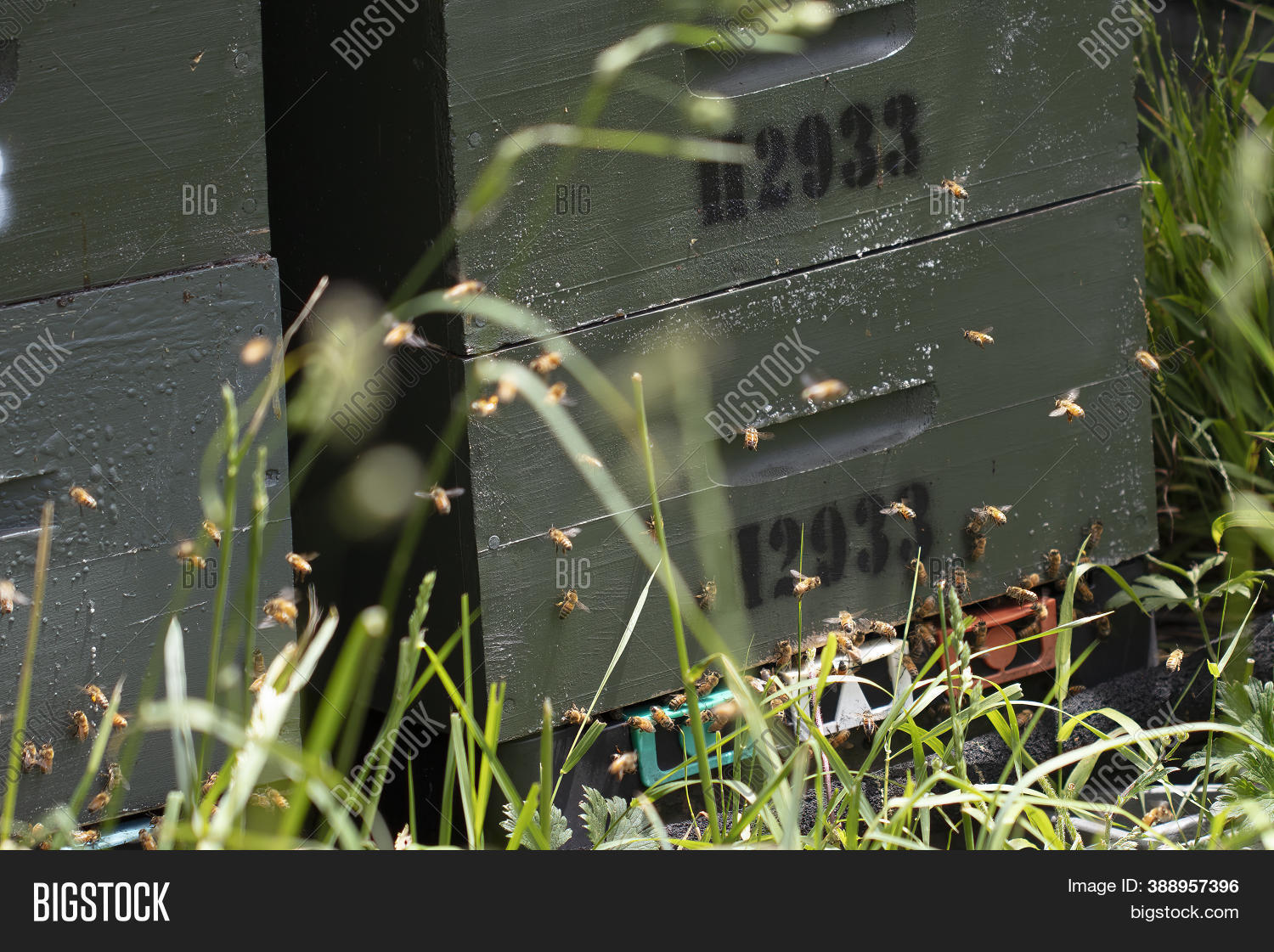 Beehives Bees Apiary Image & Photo (Free Trial) | Bigstock
