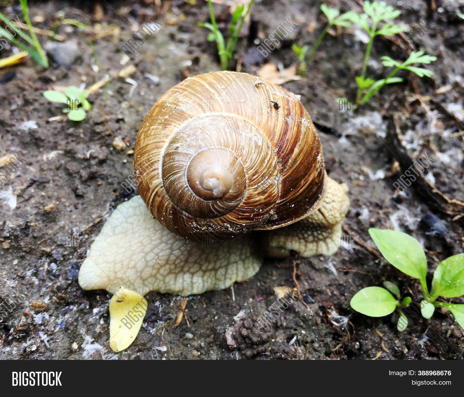 Small Garden Snail Image & Photo (Free Trial) | Bigstock