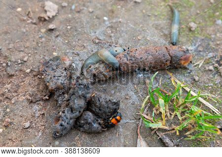 Slug Eat Poop Another Image & Photo (Free Trial) | Bigstock