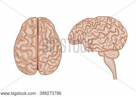 Human Brain. Top View Vector & Photo (Free Trial) | Bigstock