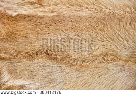 Camel Skin Texture, Image & Photo (Free Trial) | Bigstock