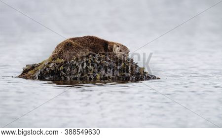 Marmot Swimming Water Image & Photo (Free Trial) | Bigstock