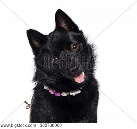 Brown Schipperke Puppies
