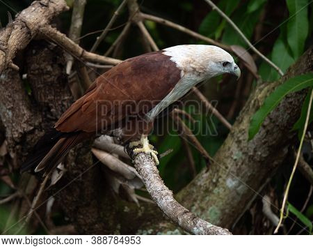 Red Hawk Has Reddish- Image & Photo (Free Trial) | Bigstock