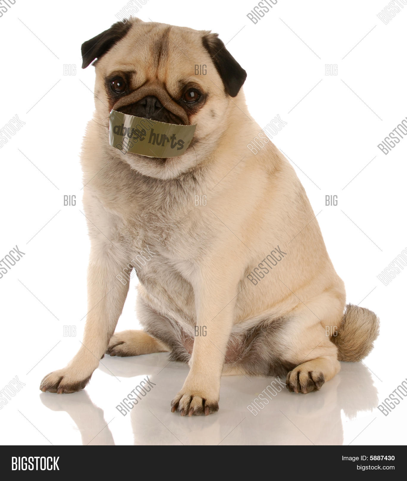 Pug Abuse Hurts Image & Photo (Free Trial) | Bigstock