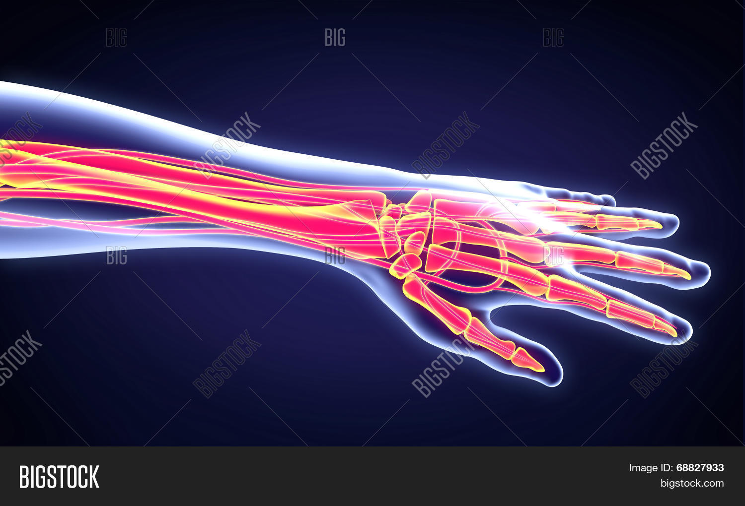 Human Hand Anatomy Image & Photo (Free Trial) | Bigstock