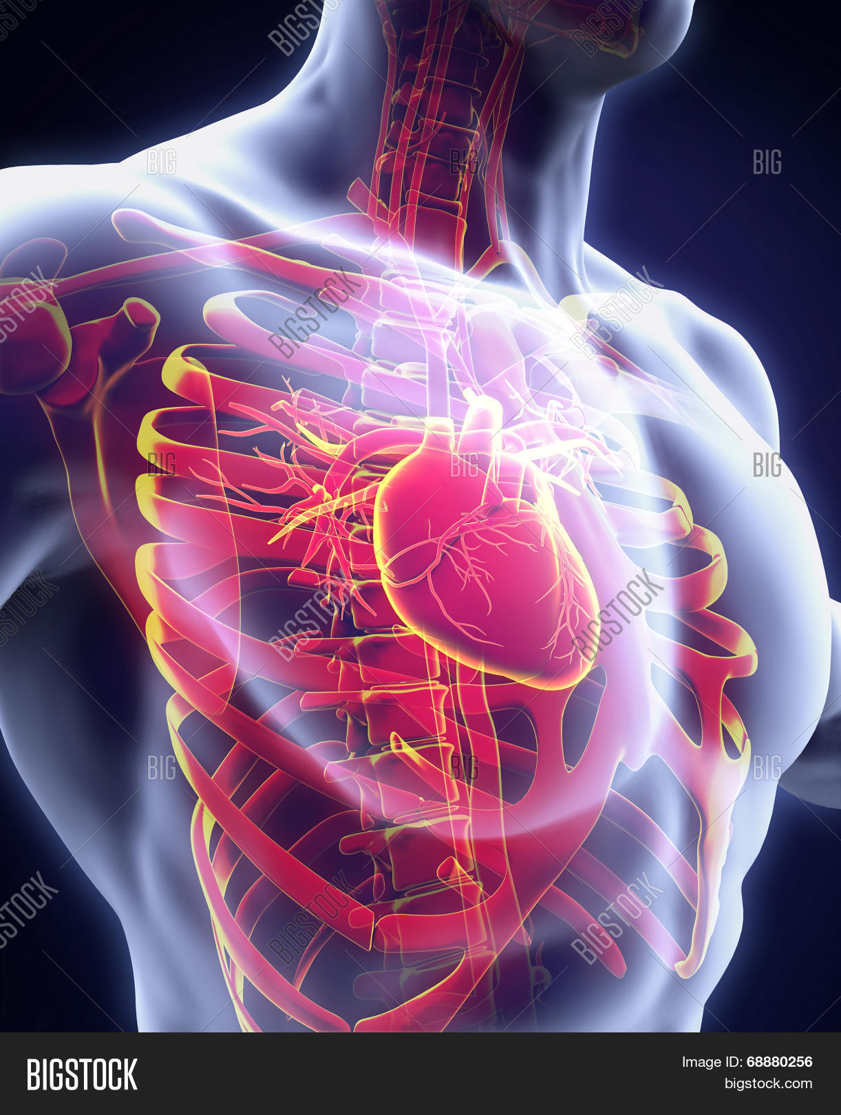 Human Heart Anatomy Image & Photo (Free Trial) | Bigstock