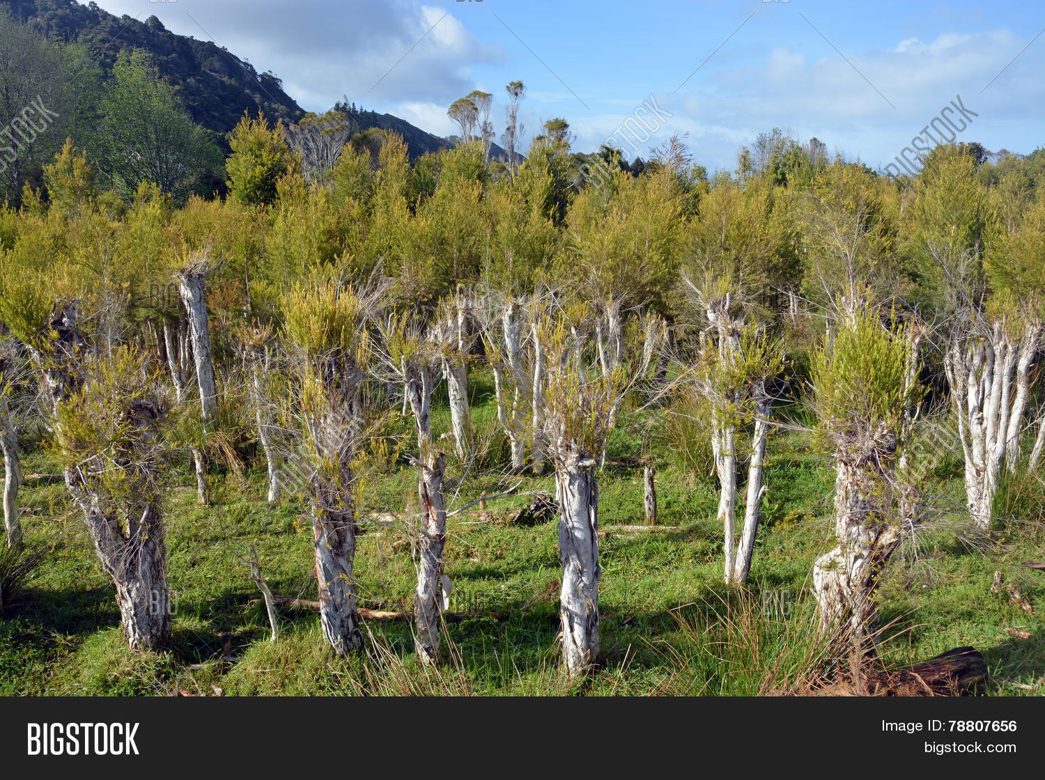 Tea Tree Plantation Image & Photo (Free Trial) | Bigstock