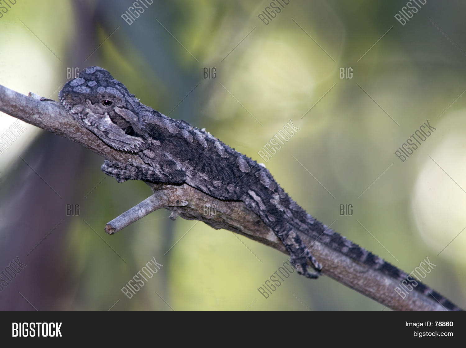 Lizard On Limb Image & Photo (Free Trial) | Bigstock