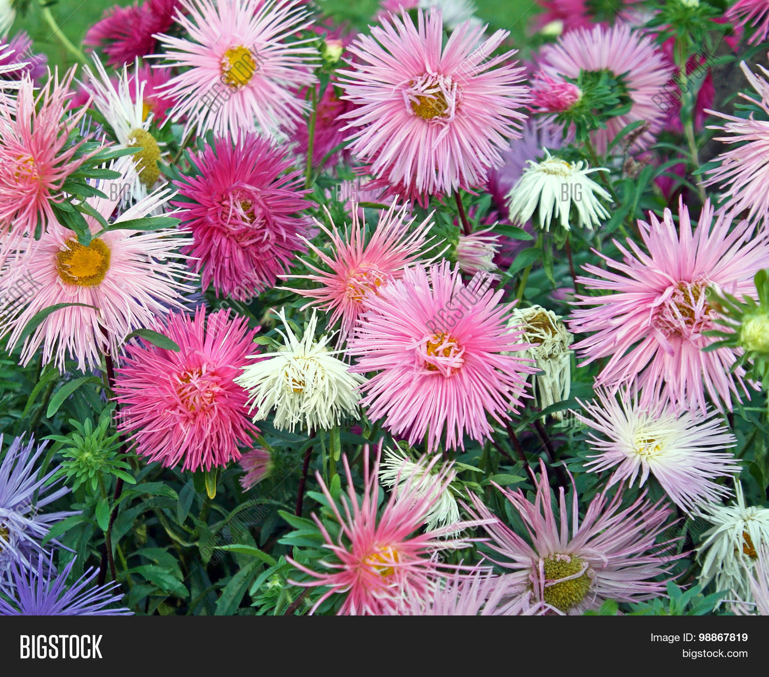 Delicate Dainty Blooms Image & Photo (Free Trial) | Bigstock