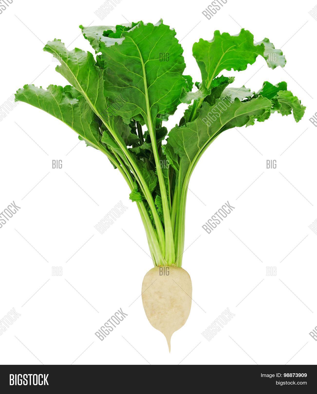 Fresh Sugar Beet Image & Photo (Free Trial) | Bigstock