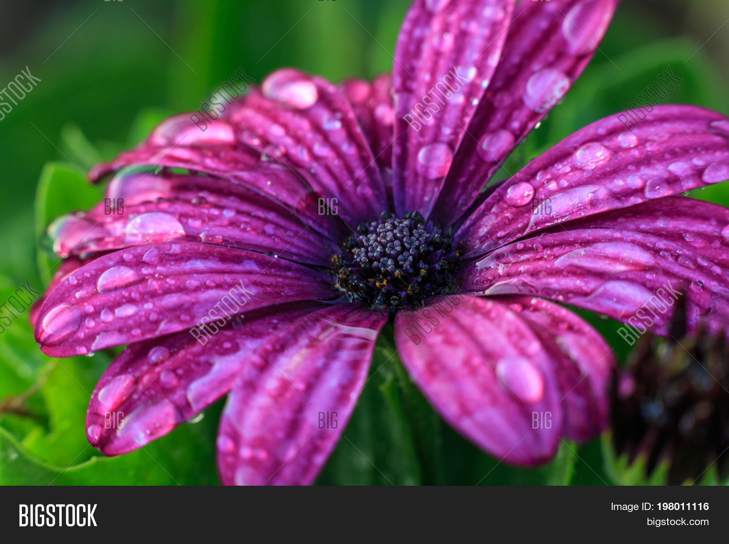 Violet Gerbera Flower Image & Photo (Free Trial) | Bigstock