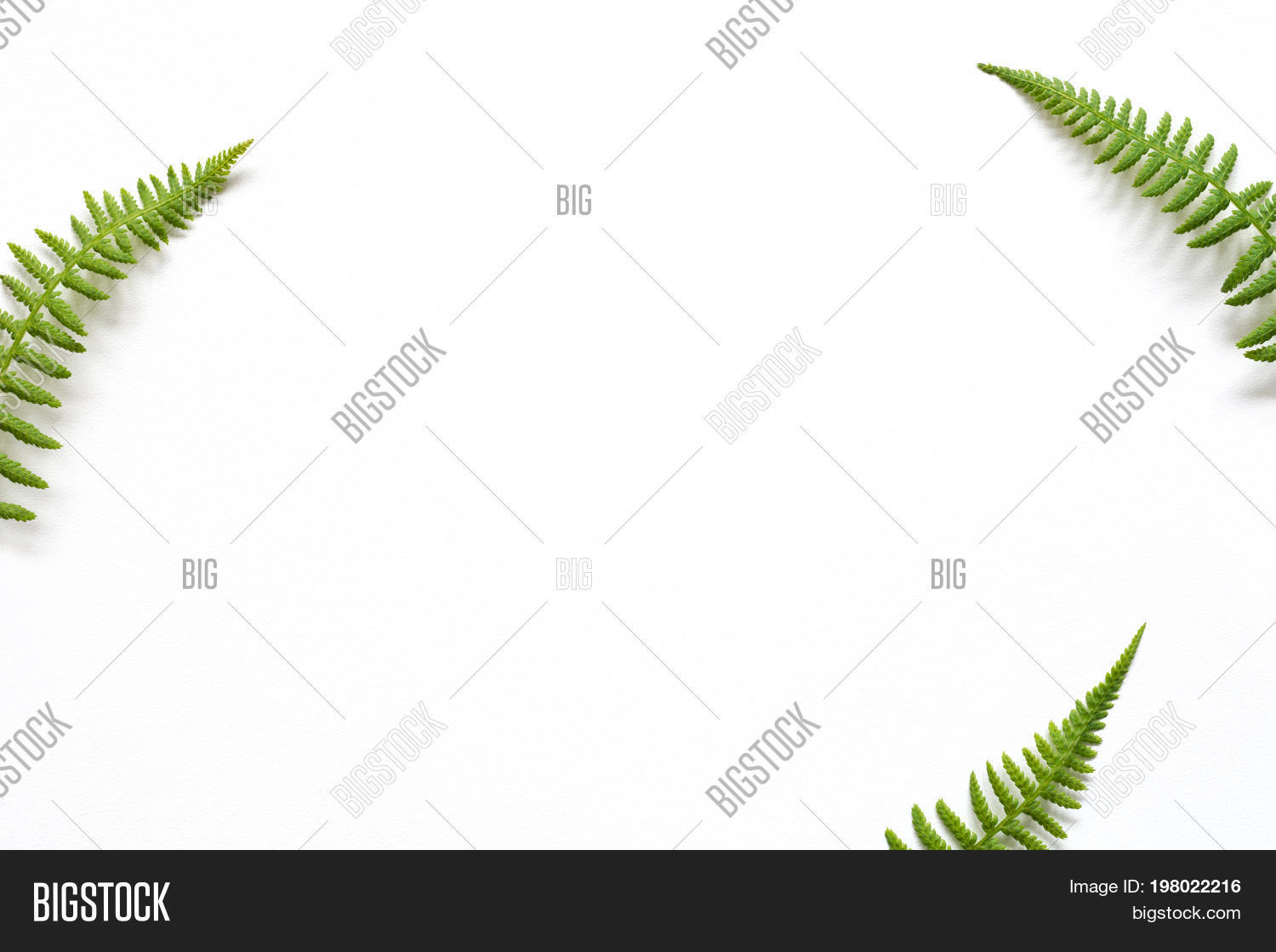 Frame Fern Leaf On Image & Photo (Free Trial) | Bigstock