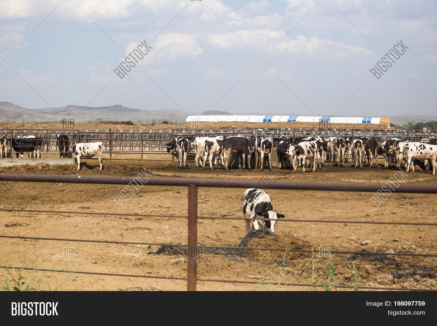Dairy Cows Feeding Image & Photo (Free Trial) | Bigstock