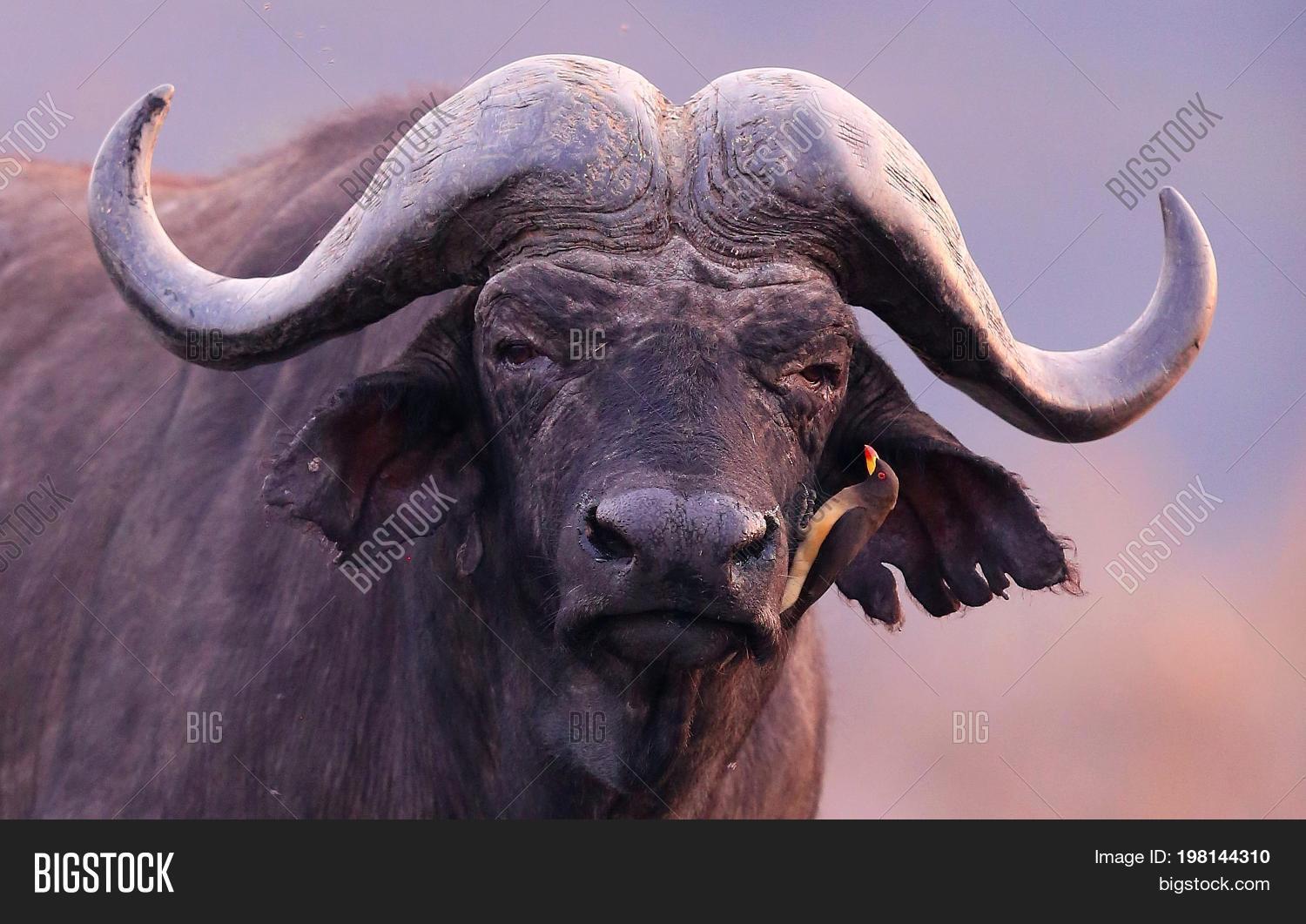 Buffalo Dry Nature Image & Photo (Free Trial) | Bigstock