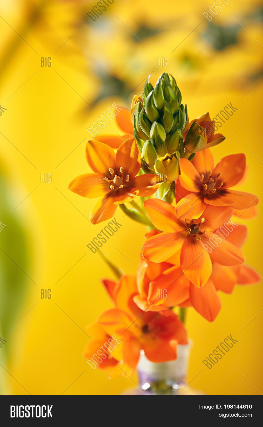 Yellow Ornithogalum Image & Photo (Free Trial) | Bigstock