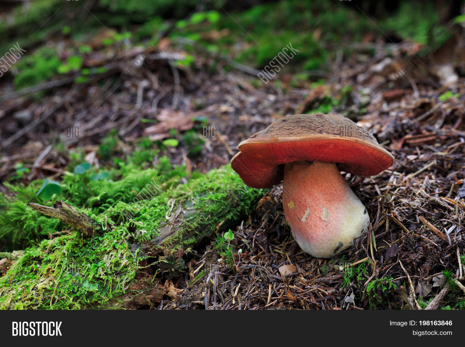 Neoboletus Image & Photo (Free Trial) | Bigstock
