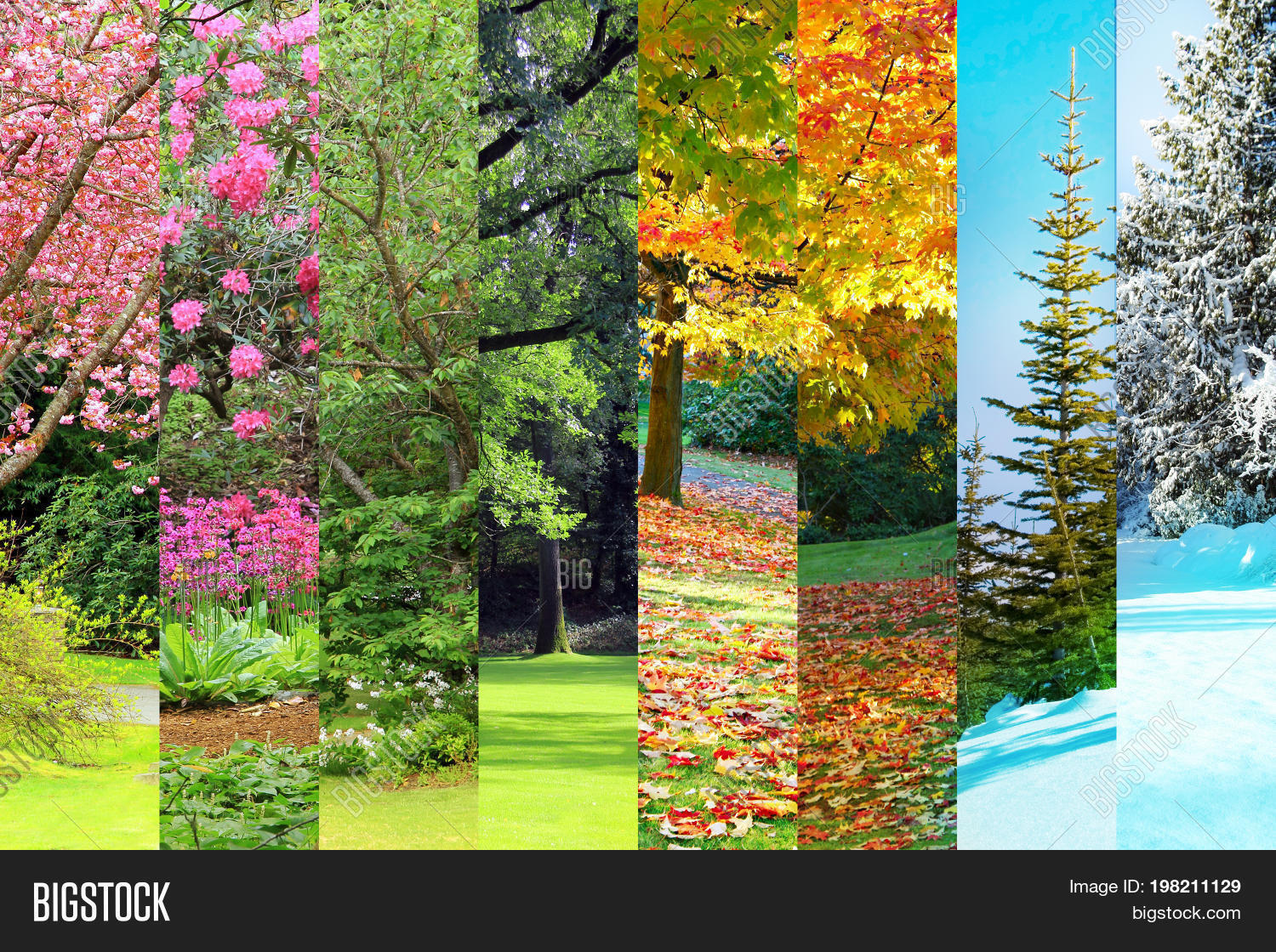 Collage Cherry, Maple Image & Photo (Free Trial) | Bigstock