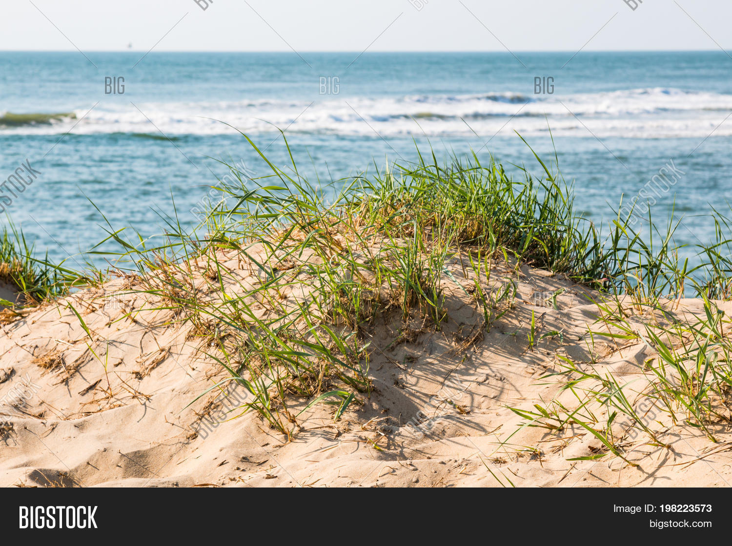 Beach Grass Dunes Image & Photo (Free Trial) | Bigstock
