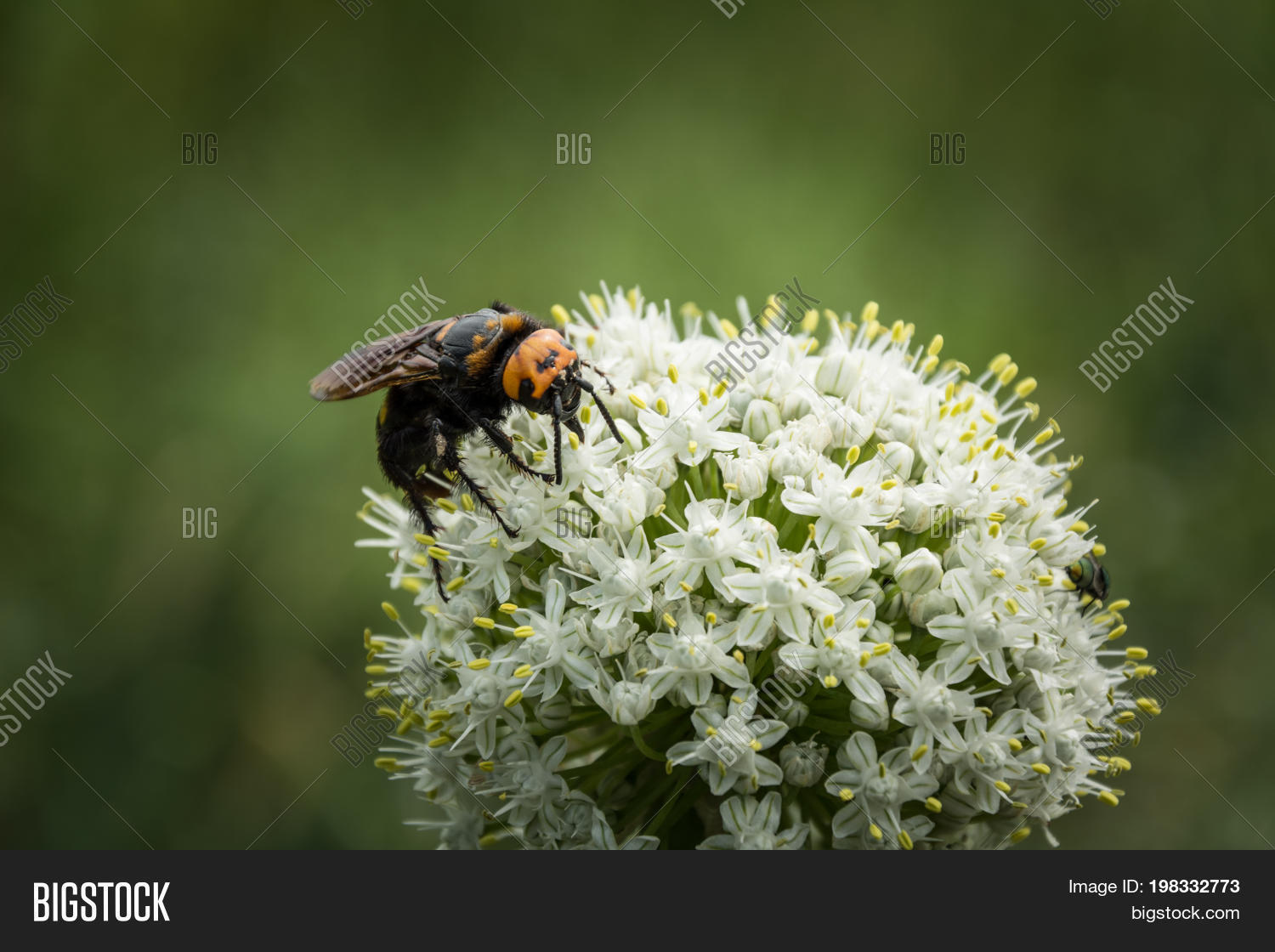 Megascolia Maculata. Image & Photo (Free Trial) | Bigstock
