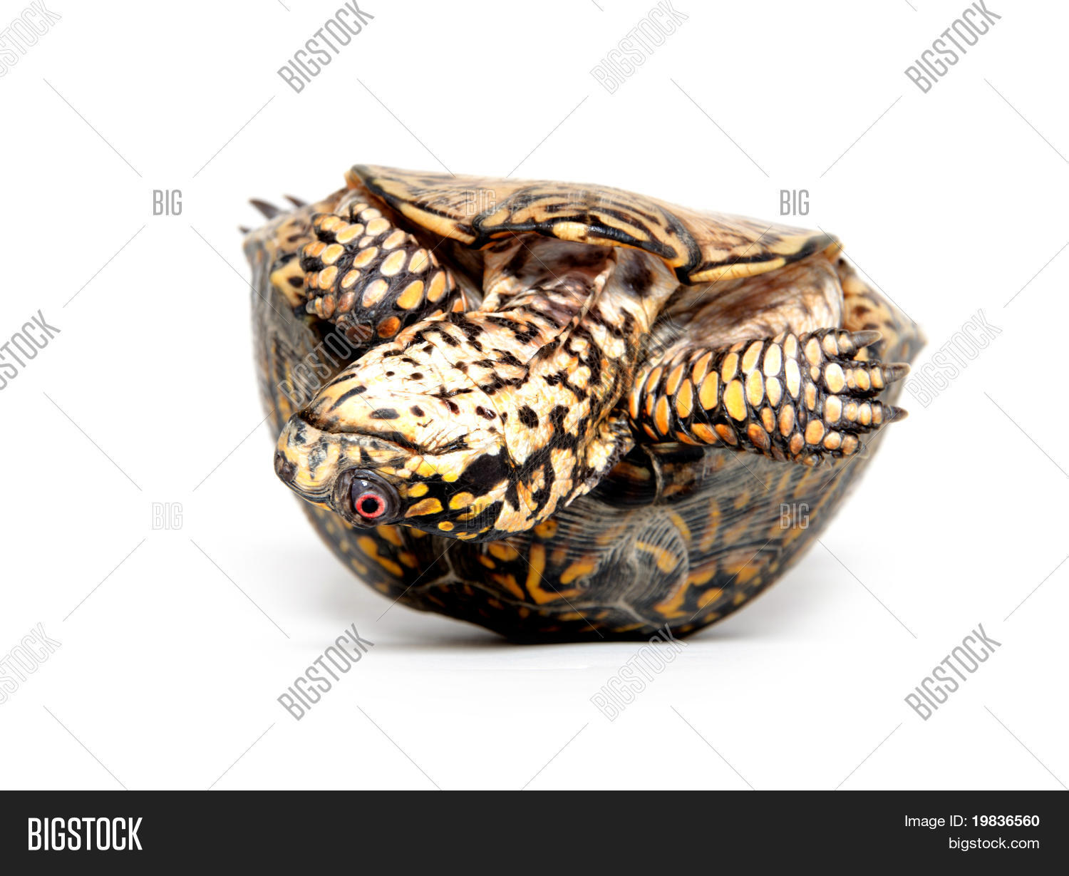 Box Turtle Upside Down Image & Photo (Free Trial) | Bigstock