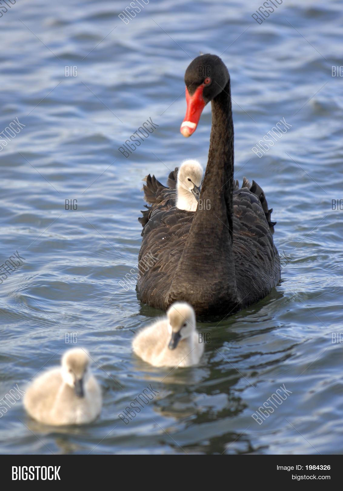 Baby Swan Chick 01 Image & Photo (Free Trial) | Bigstock