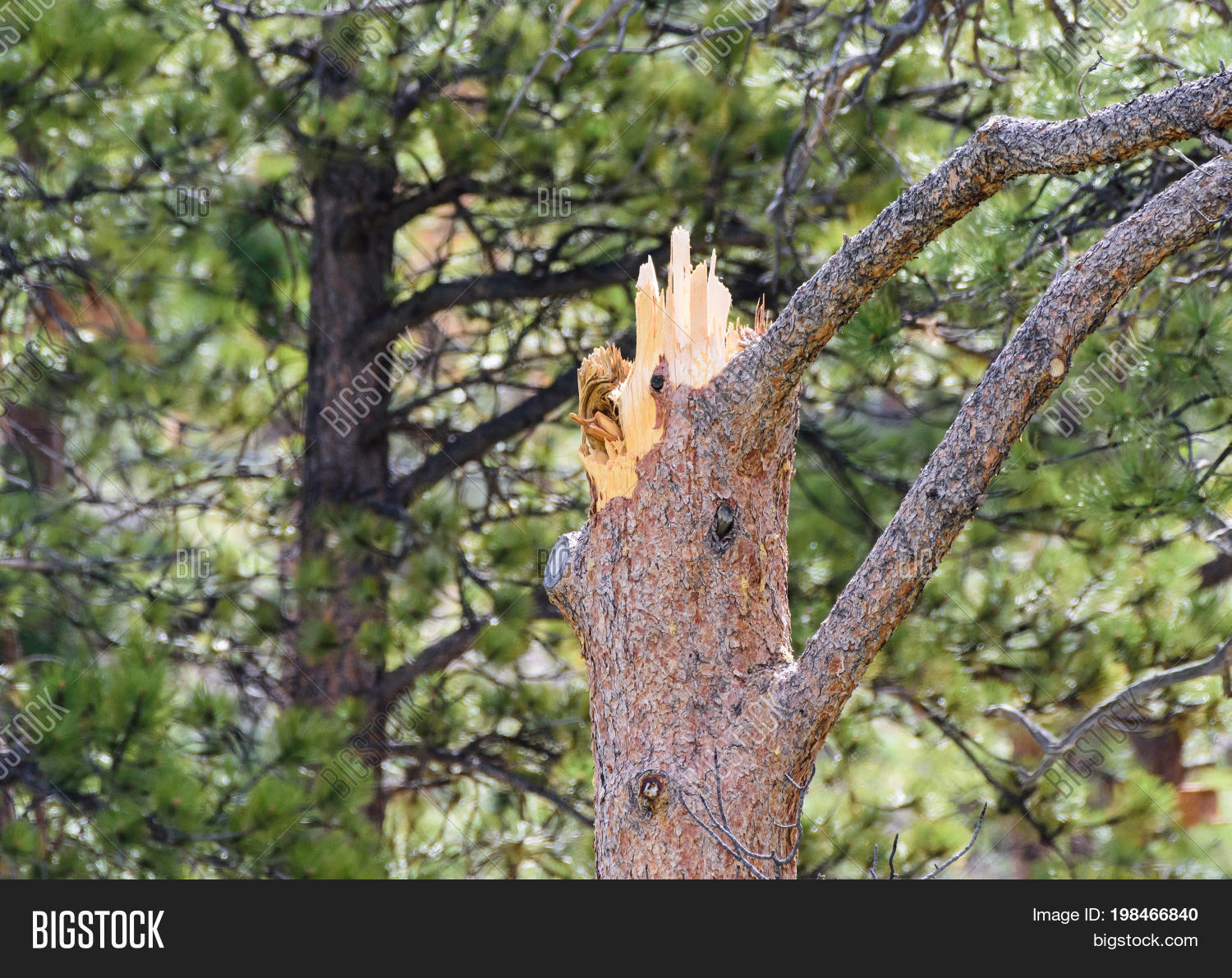 Snapped Pine Tree Image & Photo (Free Trial) | Bigstock