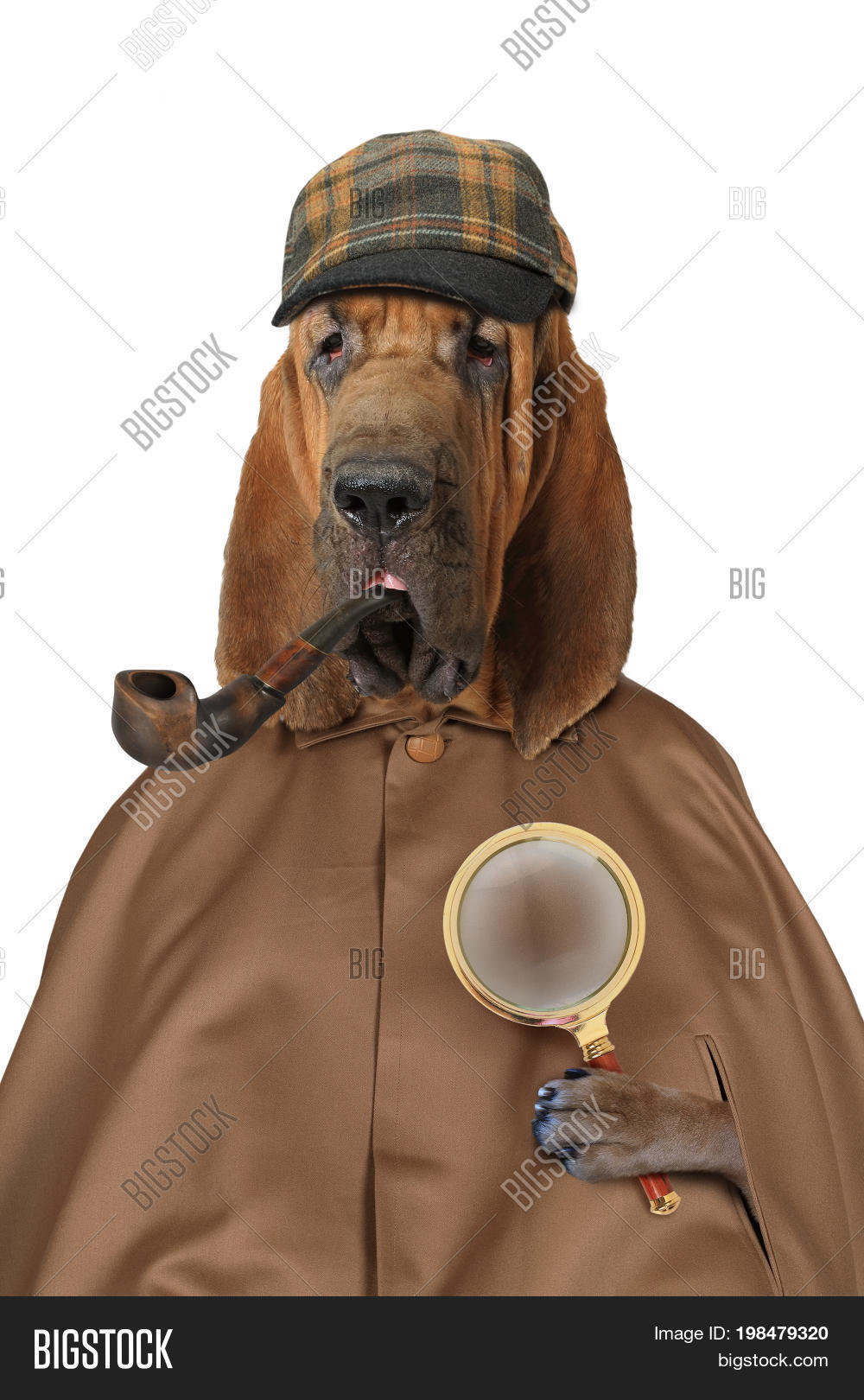 Purebred Bloodhound Image & Photo (Free Trial) | Bigstock
