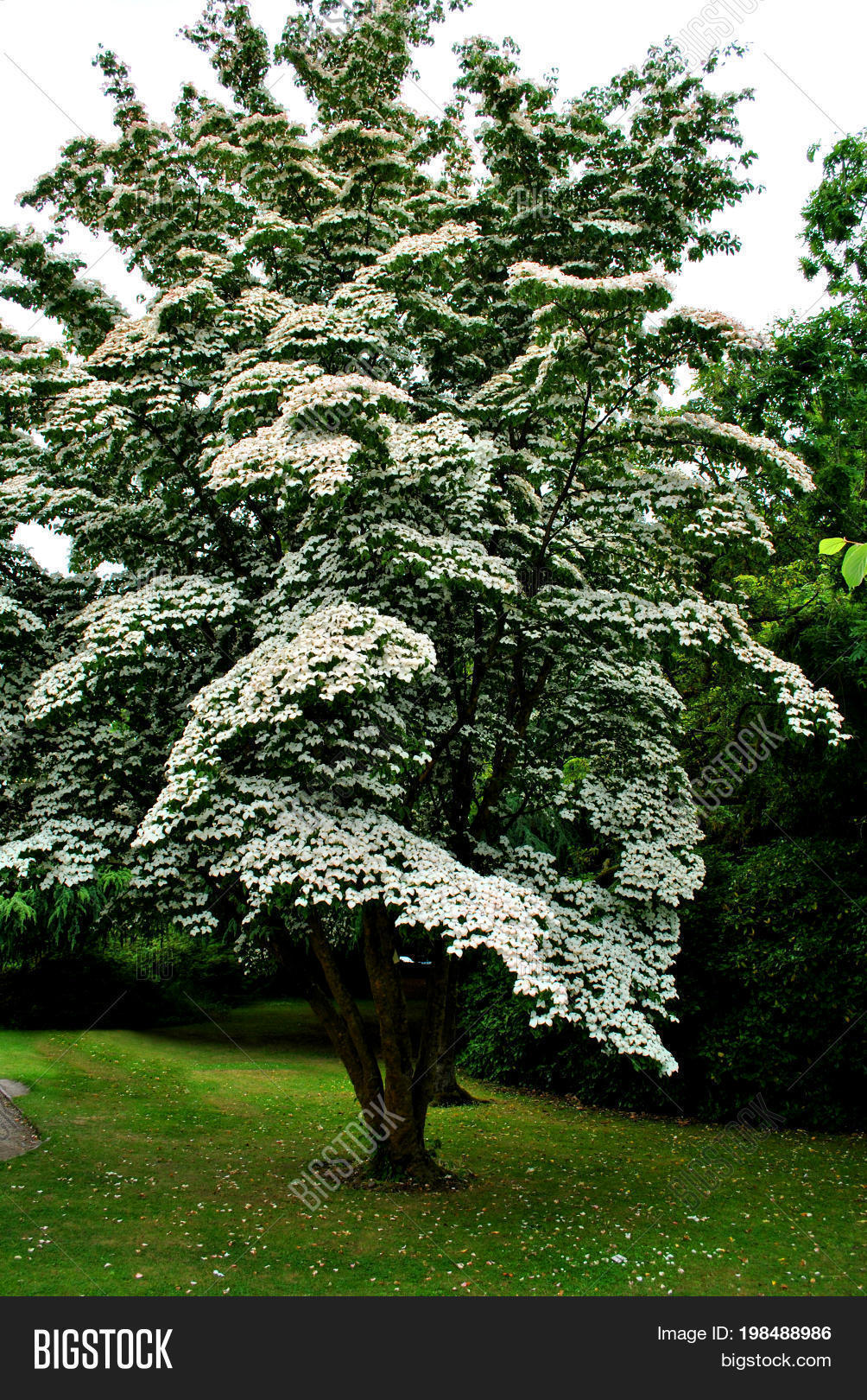 Chinese Dogwood Latin Image & Photo (Free Trial) | Bigstock