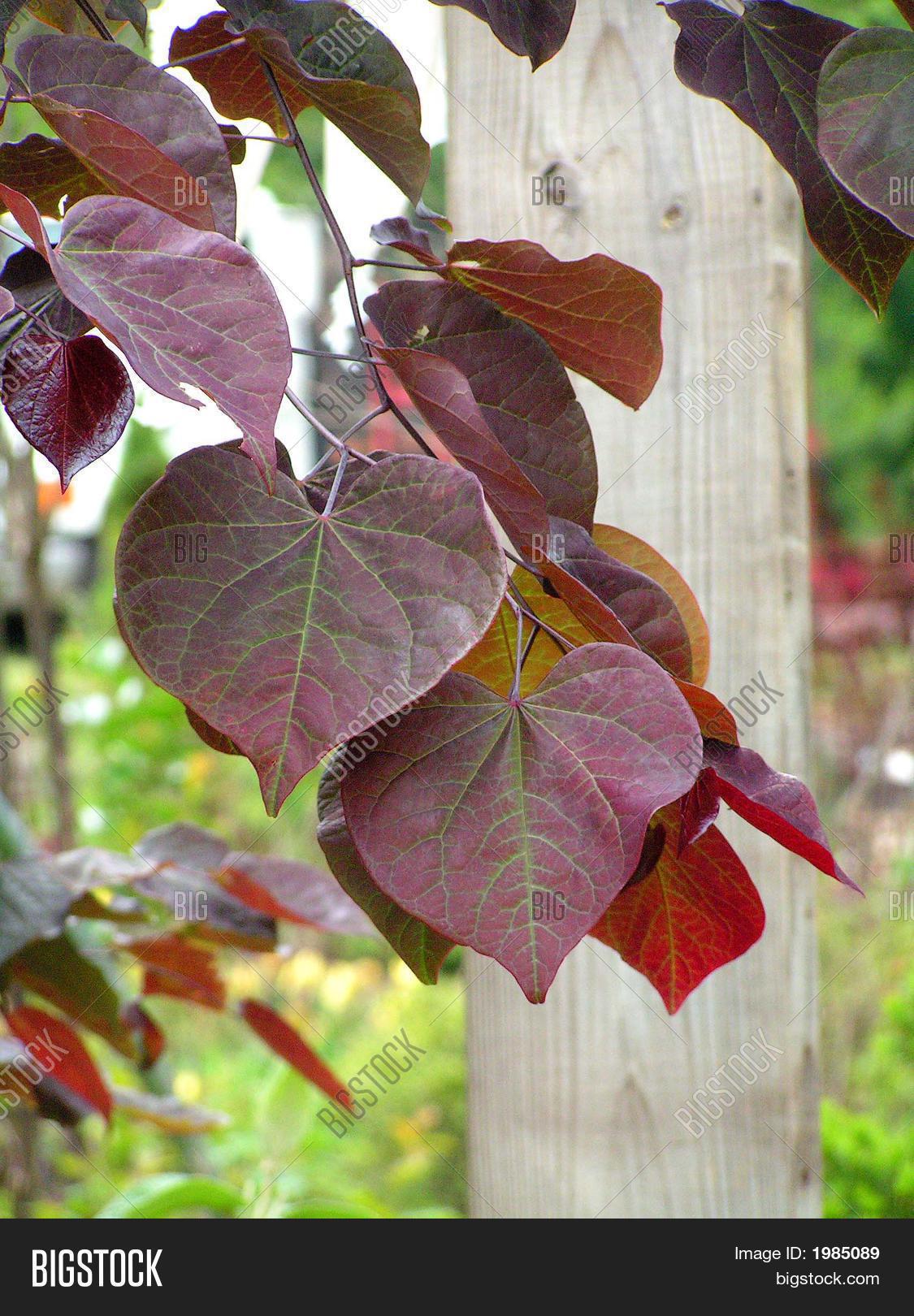 Tree Maroon Heart Image & Photo (Free Trial) | Bigstock