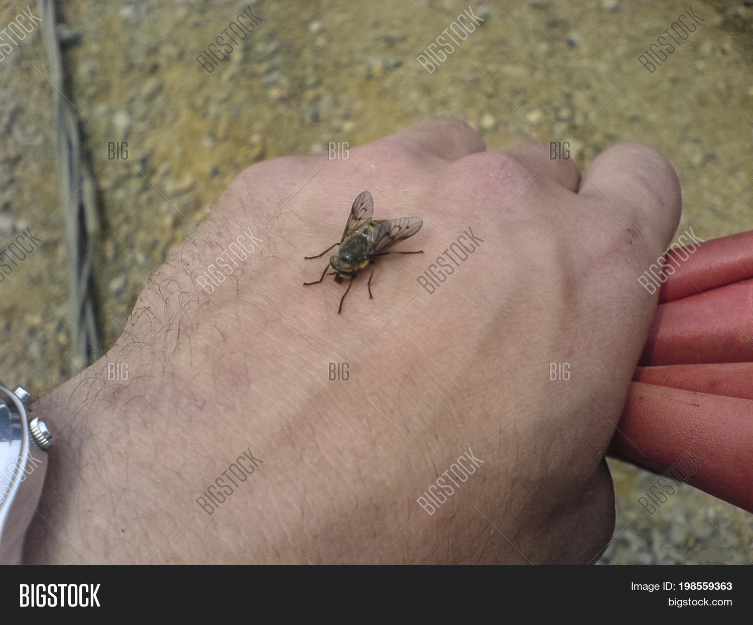 Gadfly Sat On Human Image & Photo (Free Trial) | Bigstock