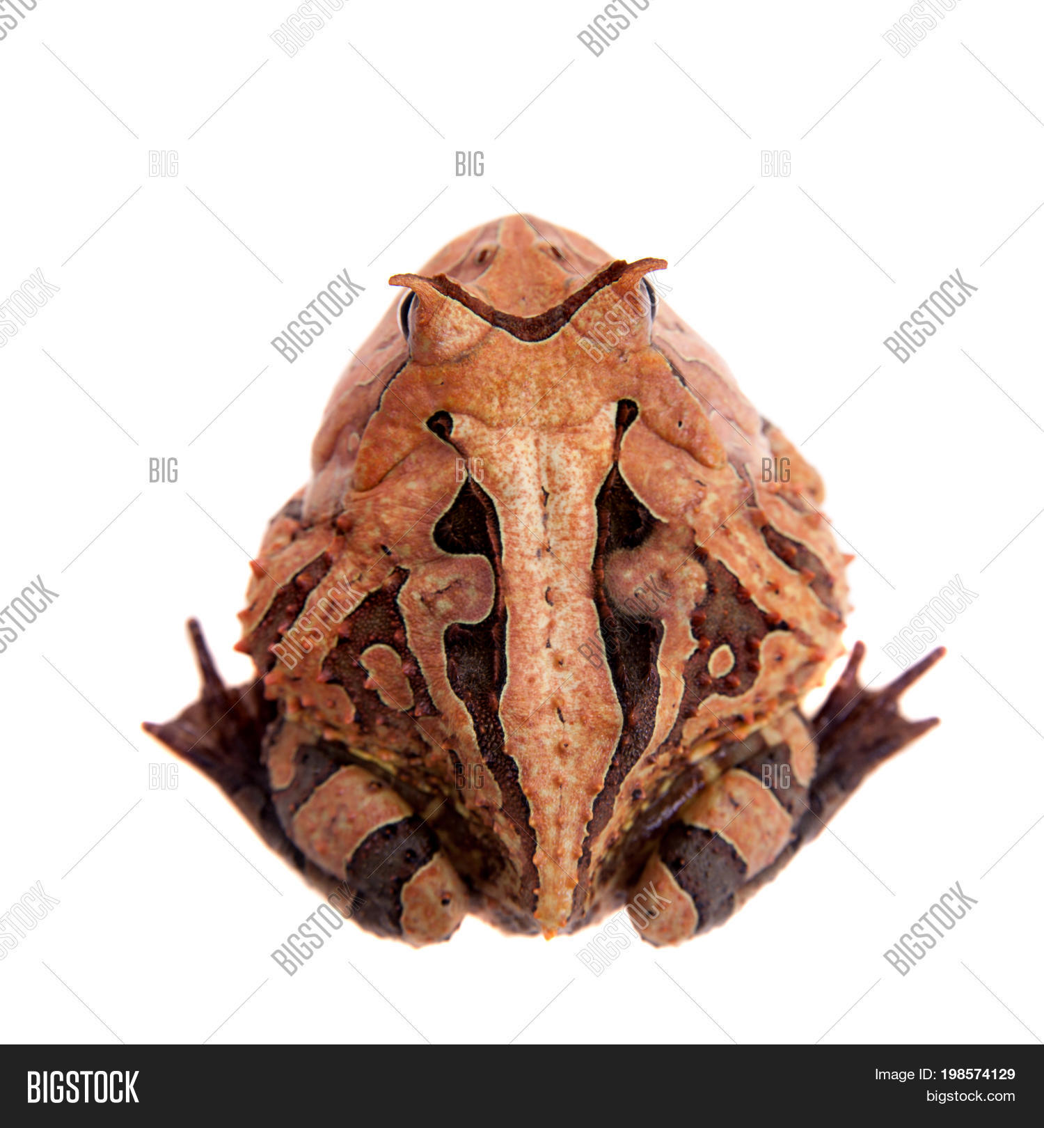 Surinam Horned Frog, Image & Photo (Free Trial) | Bigstock