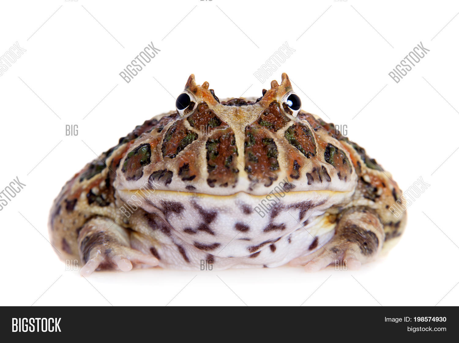 Cranwell's Horned Frog Image & Photo (Free Trial) | Bigstock